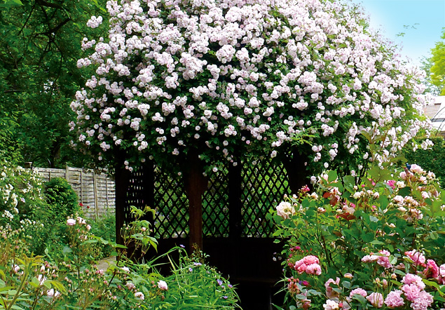 クラシックローズ ウィークス開催 | 蓼科高原バラクライングリッシュガーデン