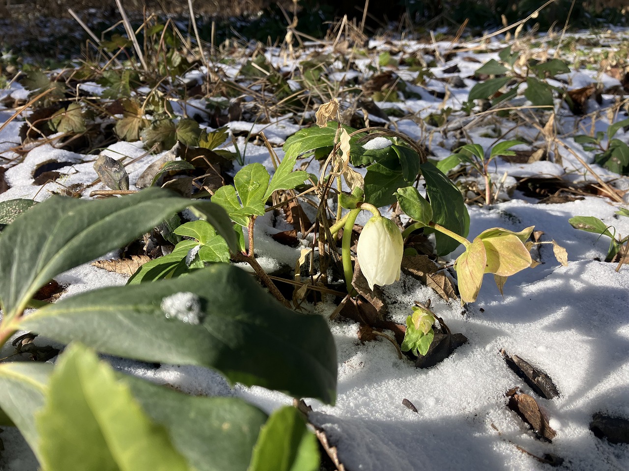 12月27日のガーデン | 蓼科高原バラクライングリッシュガーデン